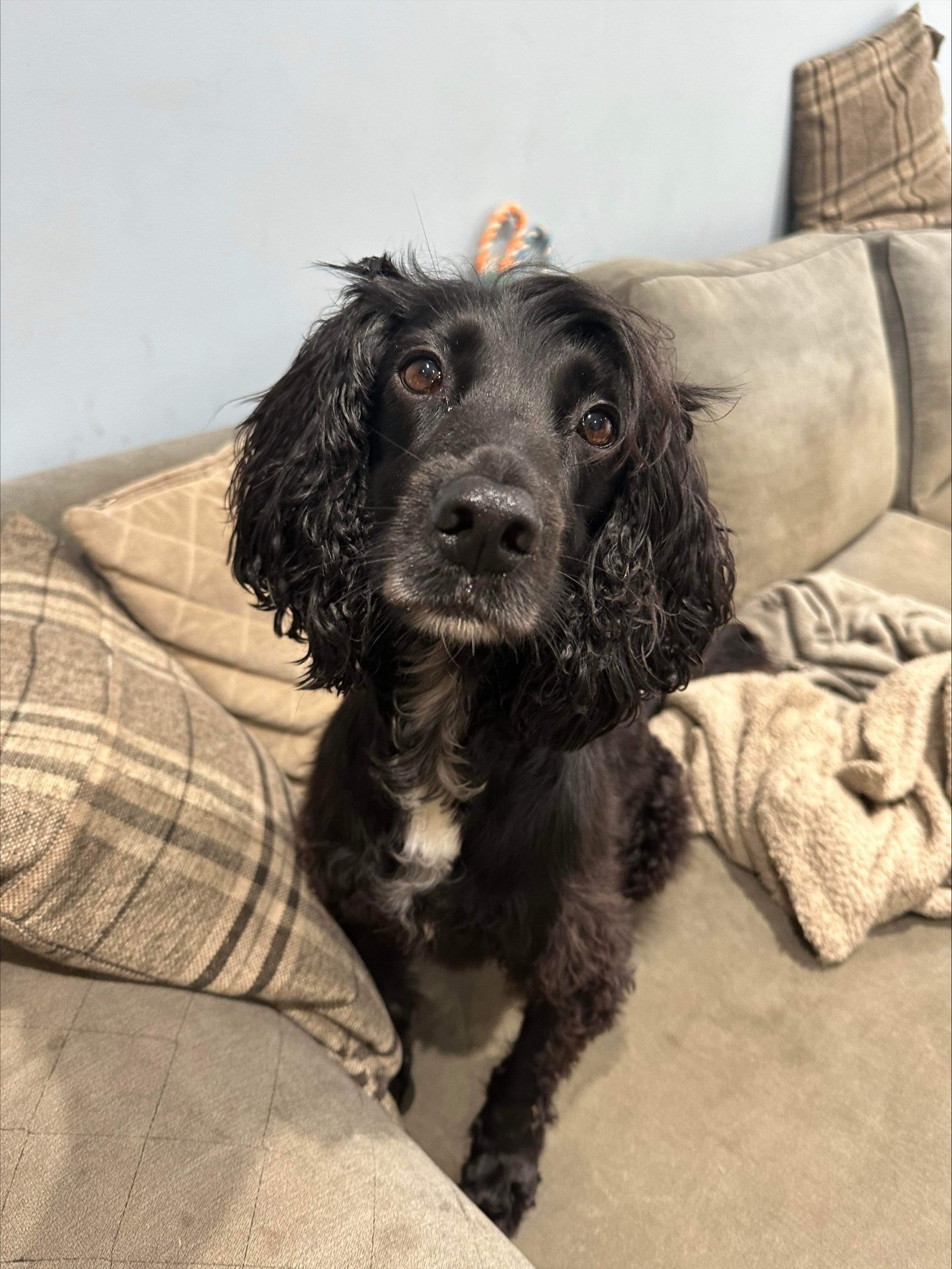 Adopters Portal - Spaniel Aid CIO