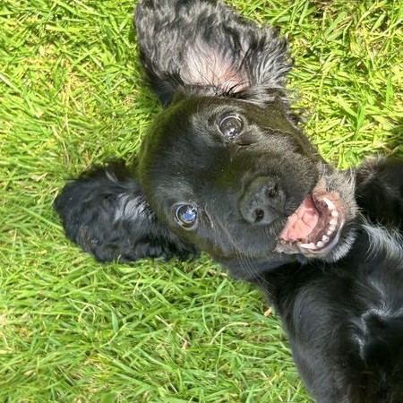 Adopters Portal - Spaniel Aid CIO